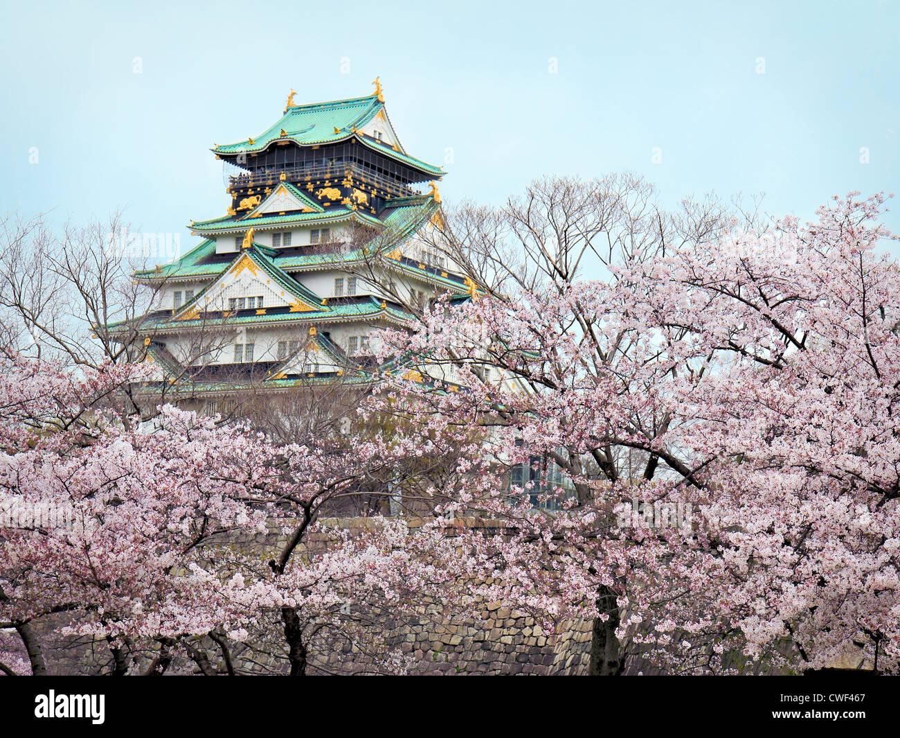 Japanese Castle towering above cherry trees in full bloom under pale ...