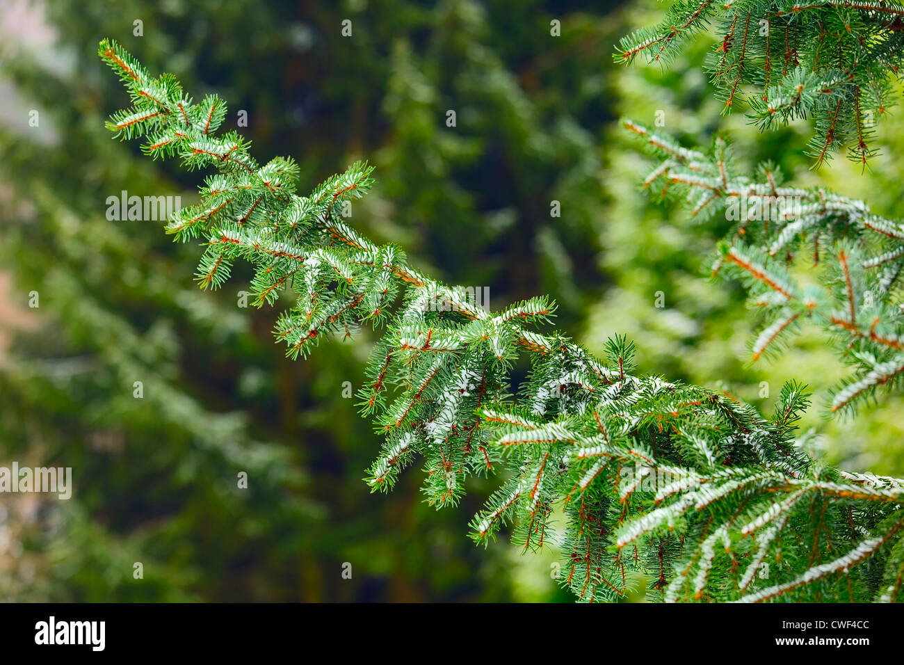 The spruce tree sin mild winter Saarland/Germany Stock Photo - Alamy