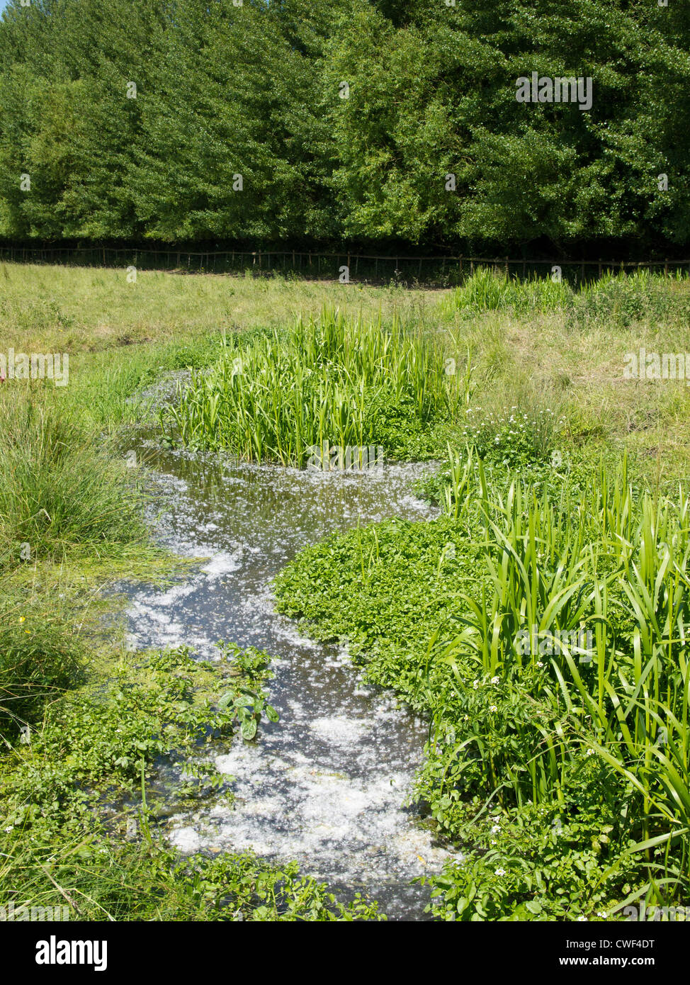 Willow fluff hi-res stock photography and images - Alamy