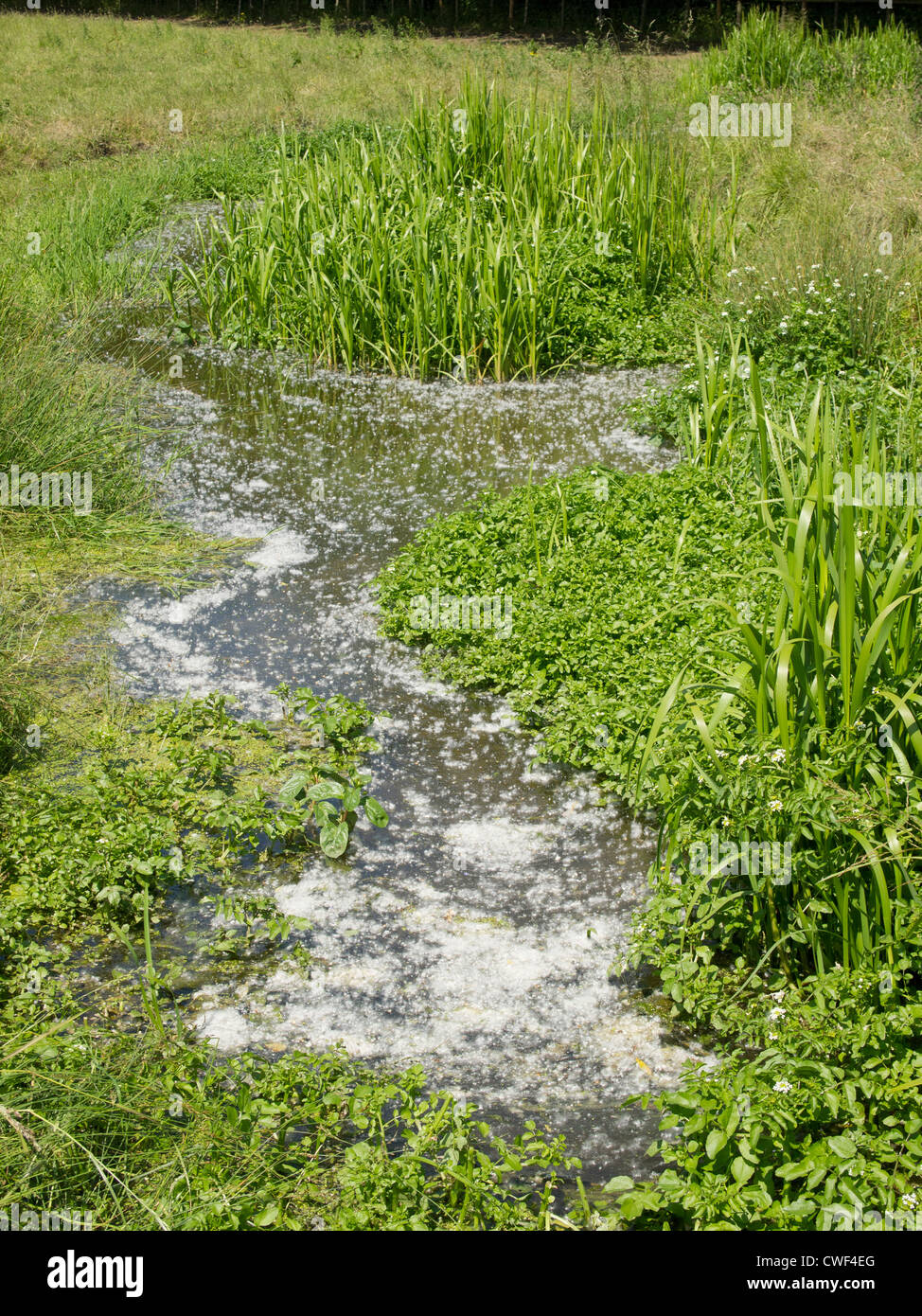 Willow fluff hi-res stock photography and images - Alamy