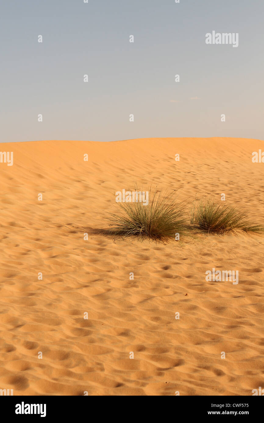 Barren desert with plant hi-res stock photography and images - Alamy