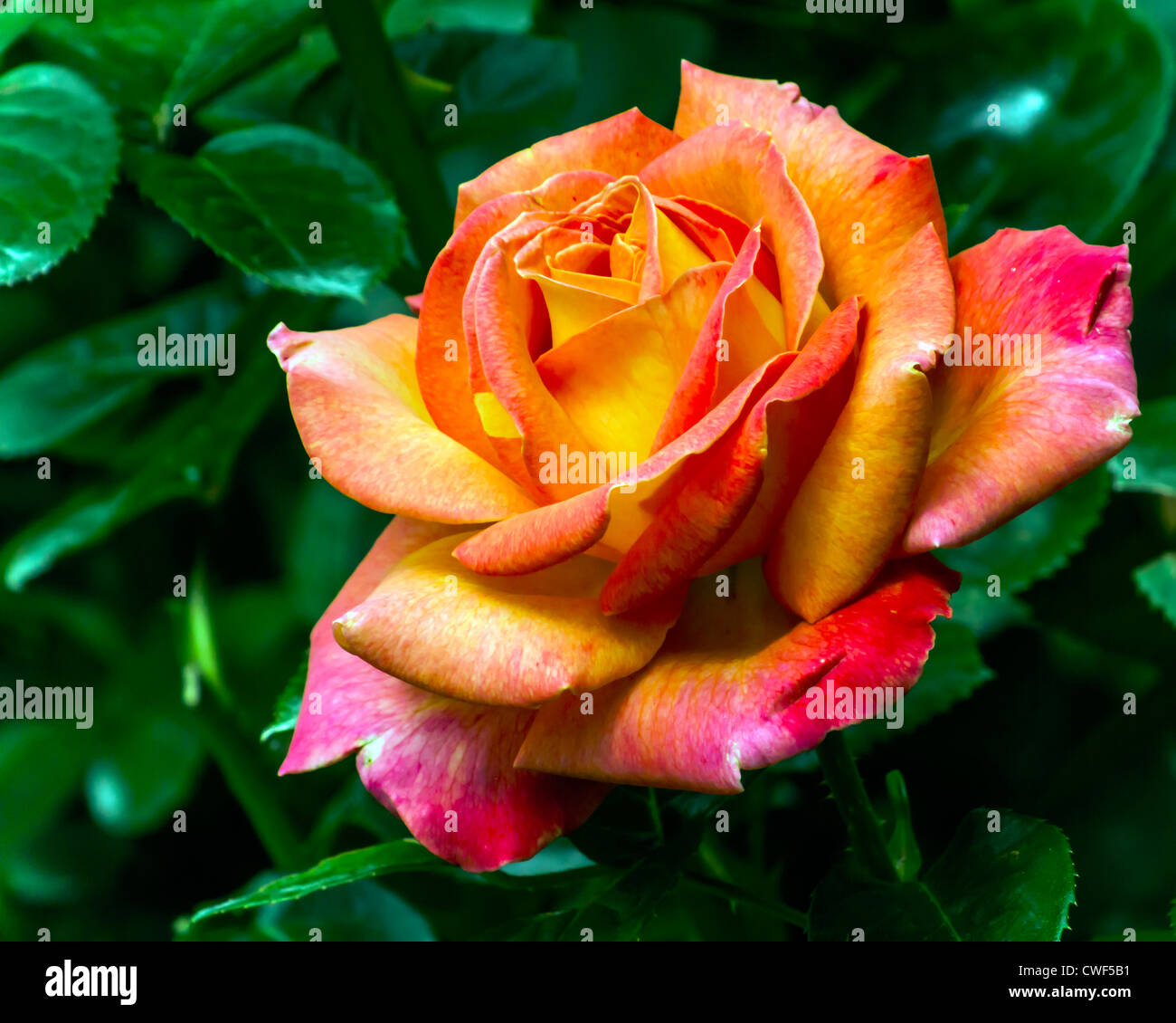 Rose at Janie Earl Rose Garden in Furman University Stock Photo - Alamy
