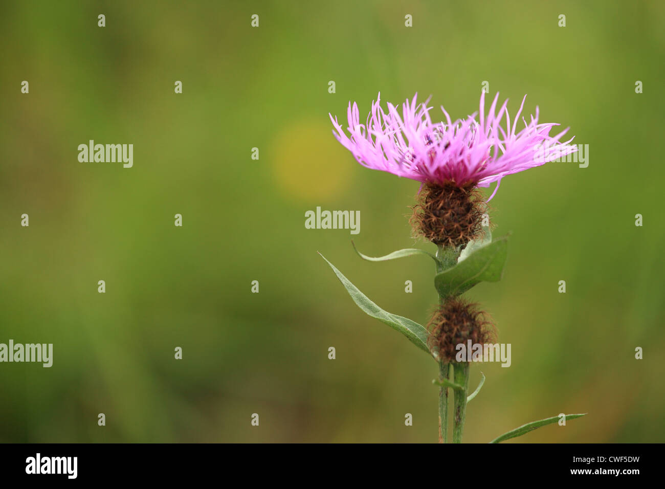 Meadow knapweed centaurea pratensis hi-res stock photography and images ...