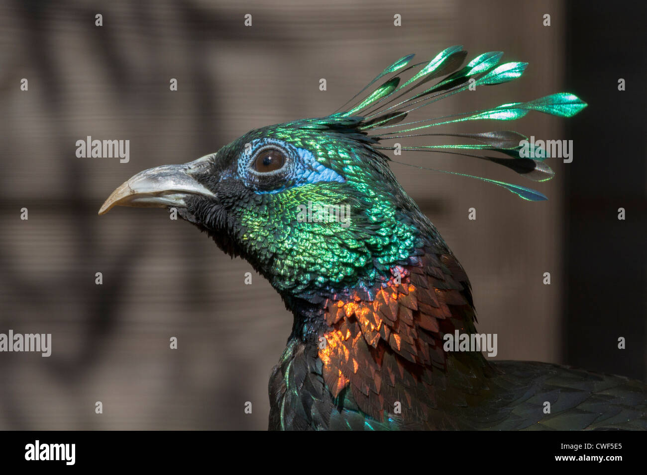 Monal High Resolution Stock Photography and Images - Alamy