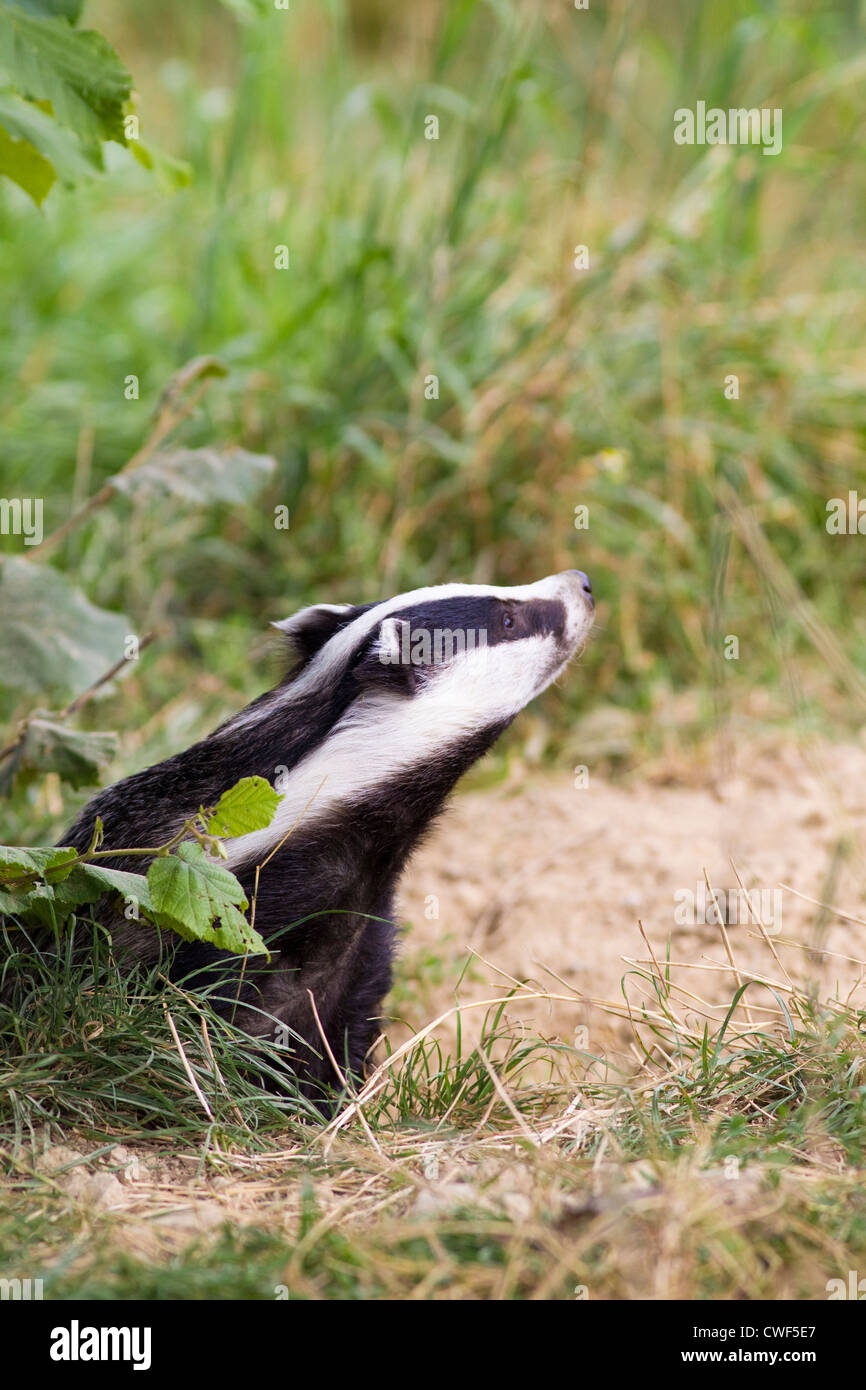 Sensing sniffing hi-res stock photography and images - Alamy