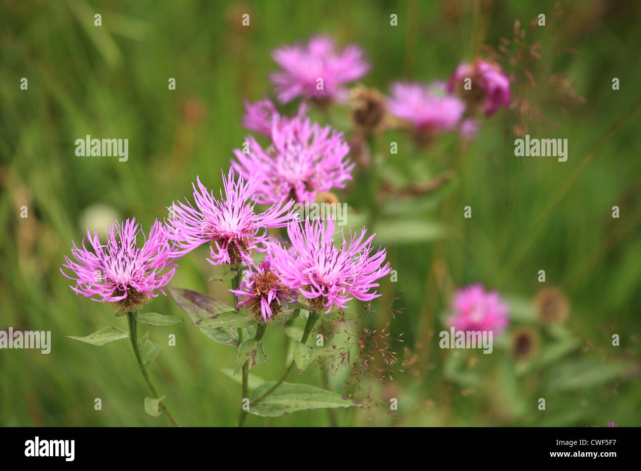 Meadow knapweed centaurea pratensis hi-res stock photography and images ...