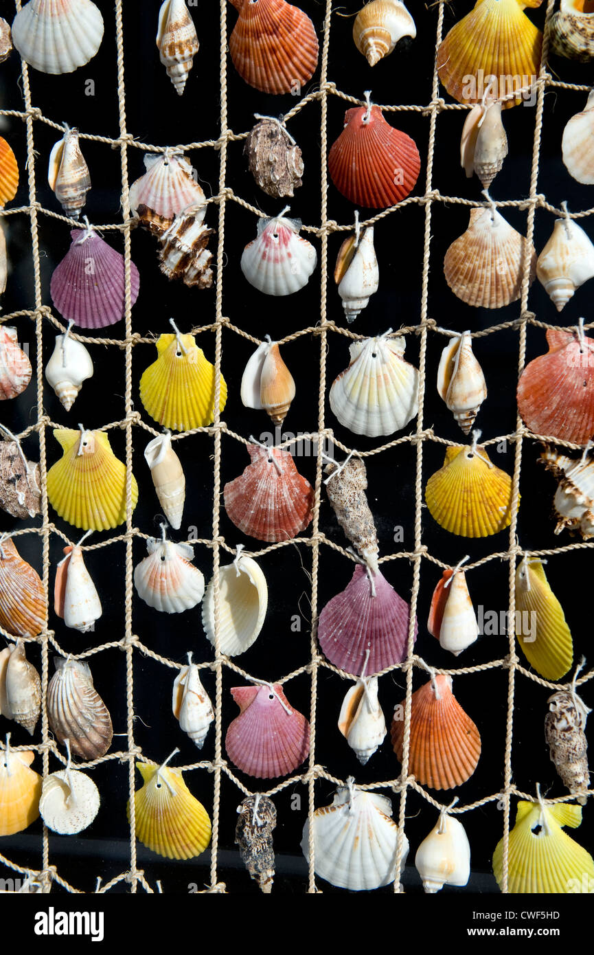 seashells attached to a fishing net Stock Photo - Alamy