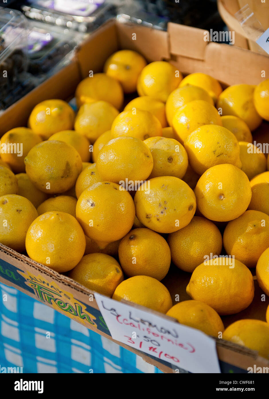Large yellow lemons piled high in a fresh batch straight from the farm ...