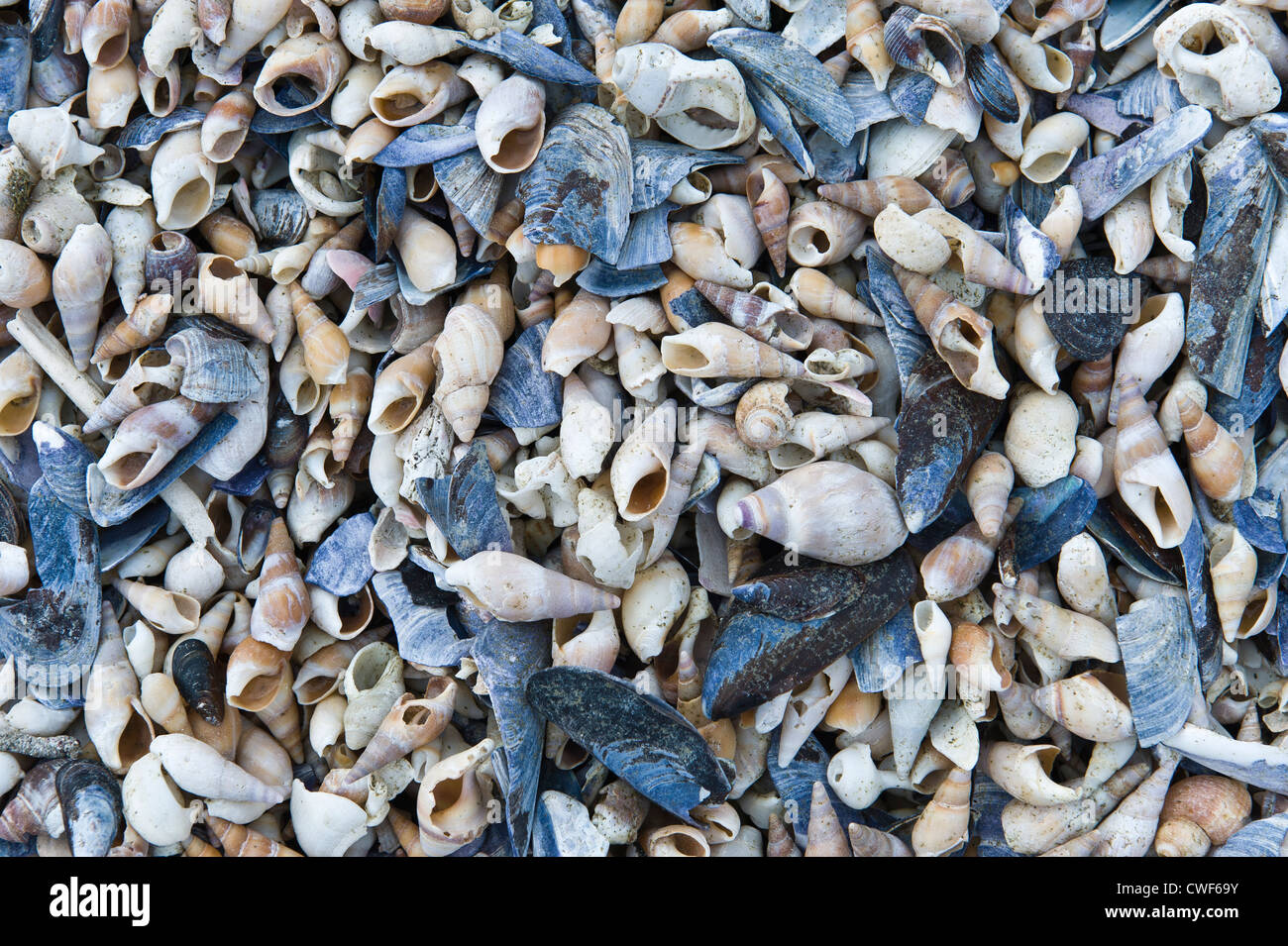 Shells on the beach of West Coast National Park, Western Cape, South ...