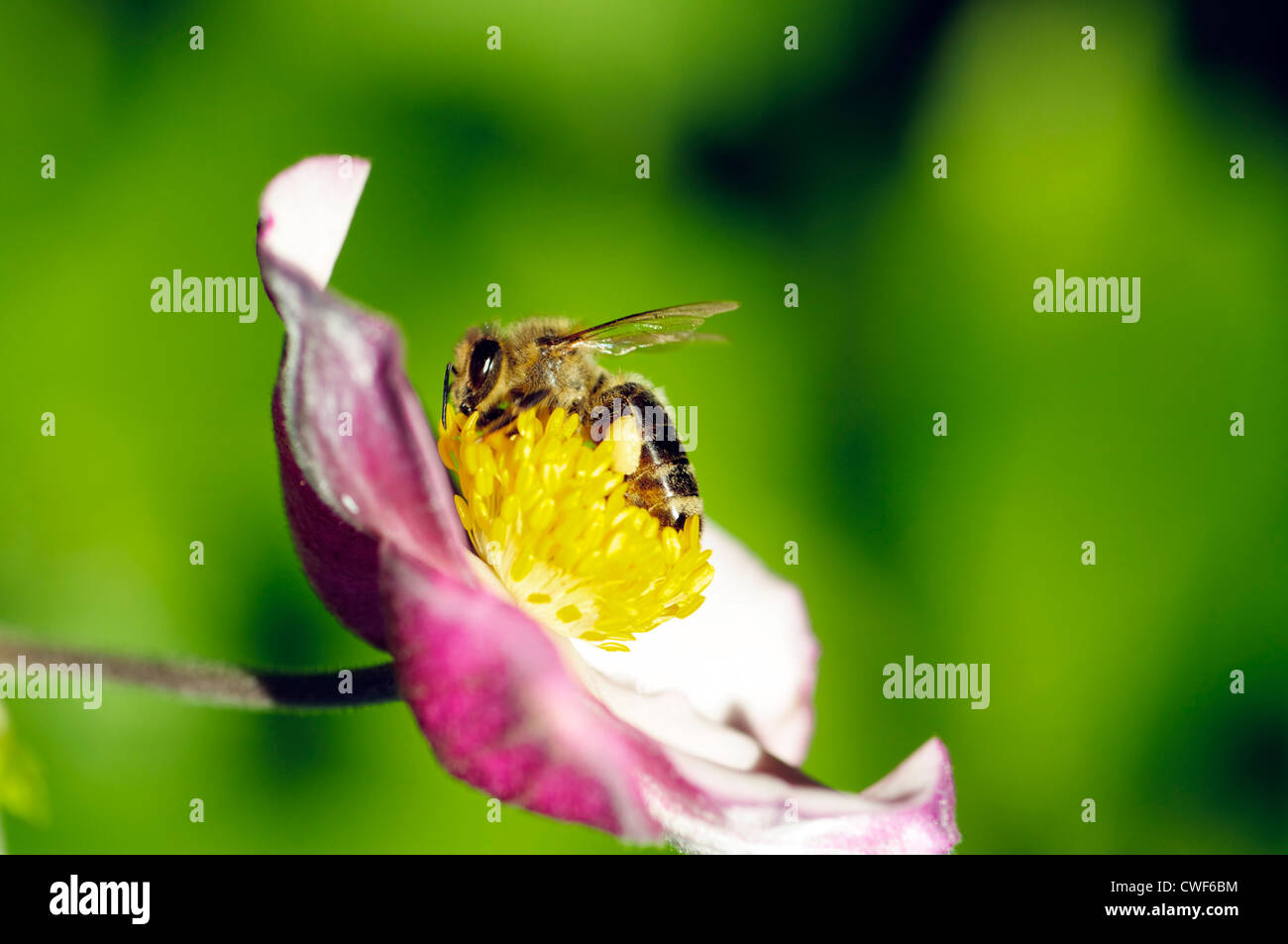 Honey bee on a flower hi-res stock photography and images - Alamy