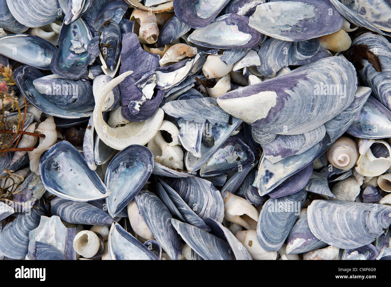 Shells africa hi-res stock photography and images - Alamy