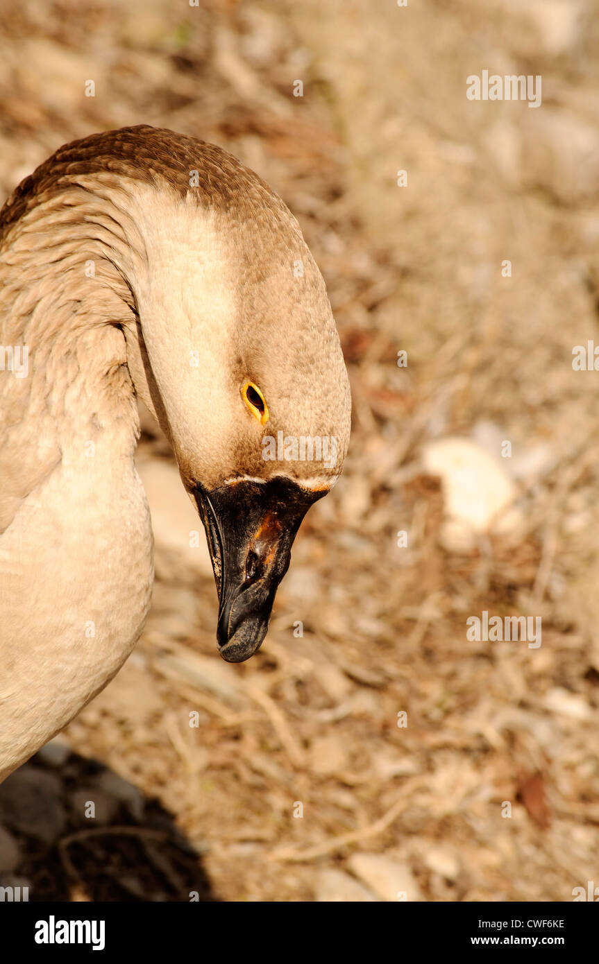 Sad goose hi-res stock photography and images - Alamy