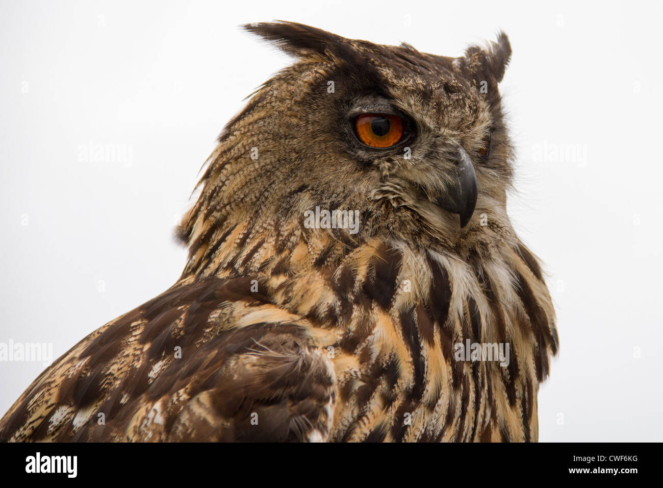 Side profile of owl hi-res stock photography and images - Alamy