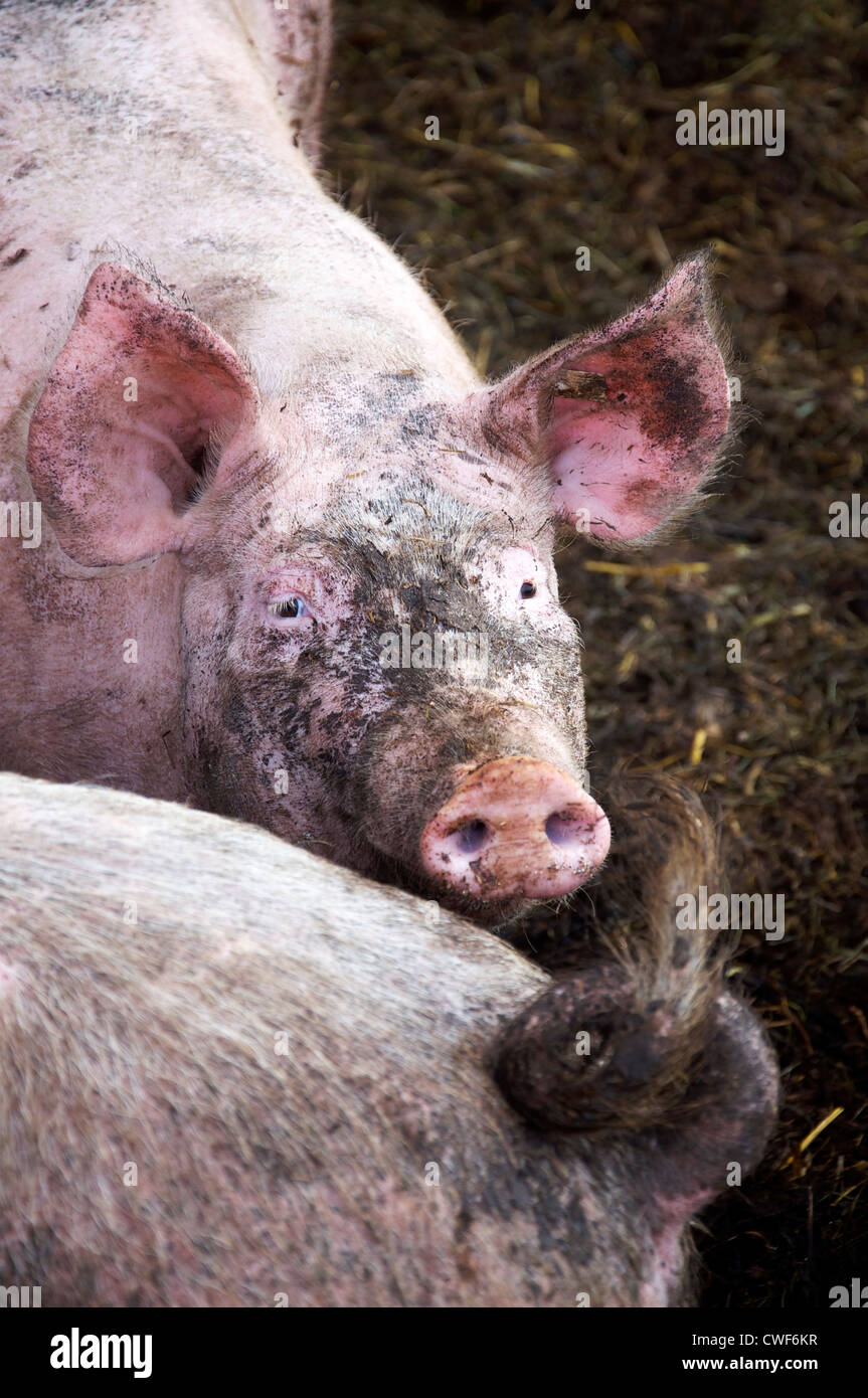 Dirty but happy pig living in an organic farm with lots of dirt and ...