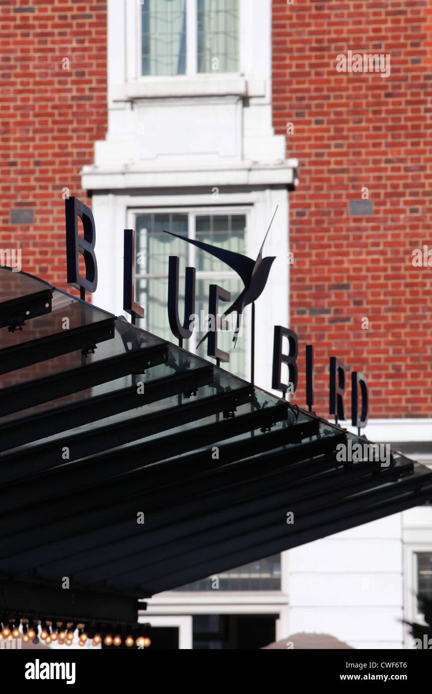 Bluebird chelsea hi-res stock photography and images - Alamy