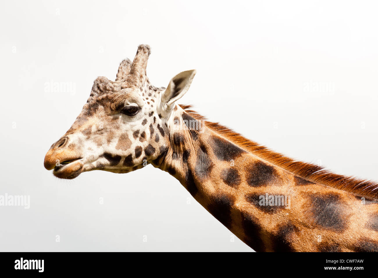 A close up of the side profile of the upper neck and head of a giraffe ...