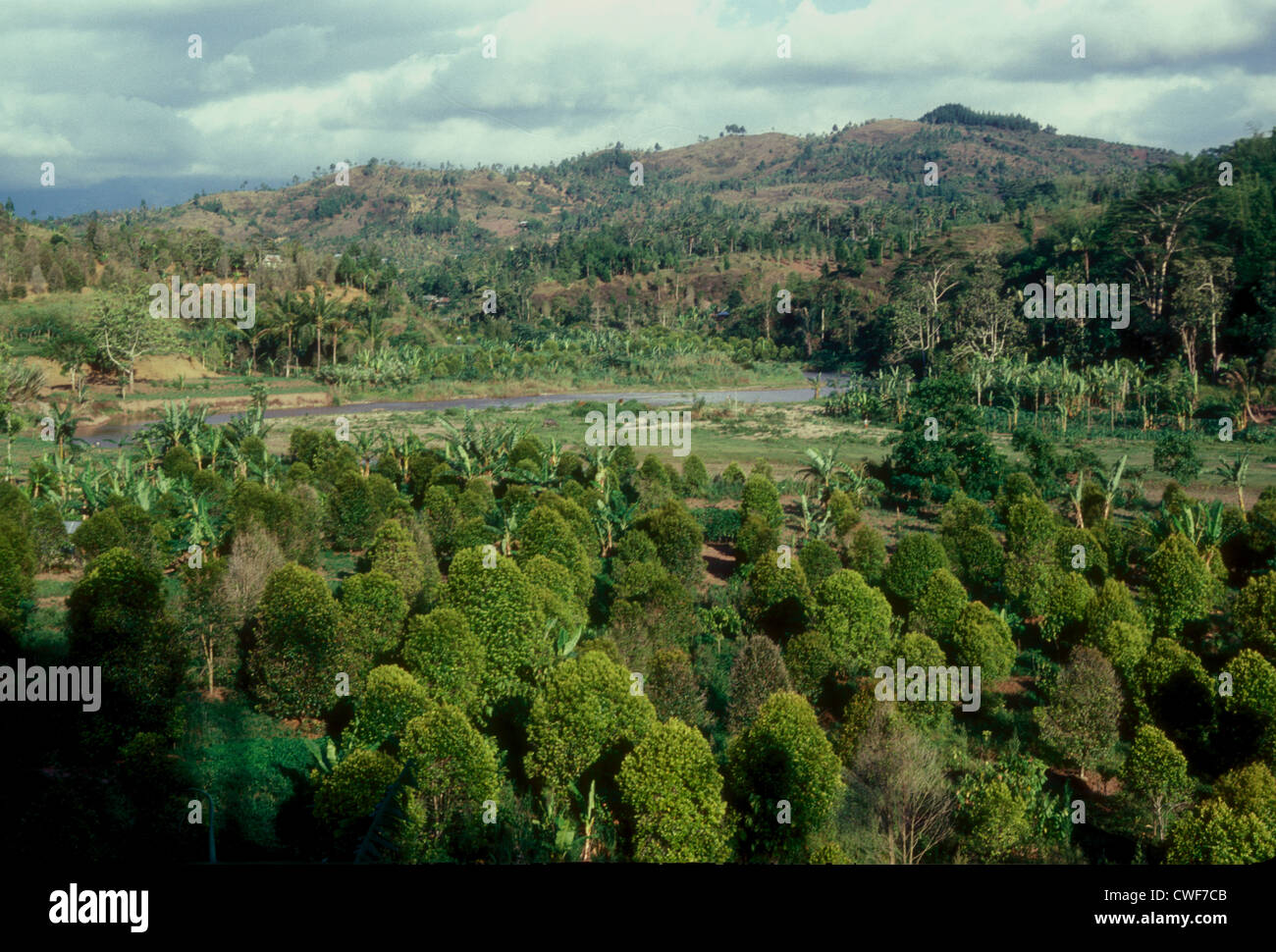 Clove plantations in Sulawesi, Indonesia Stock Photo - Alamy