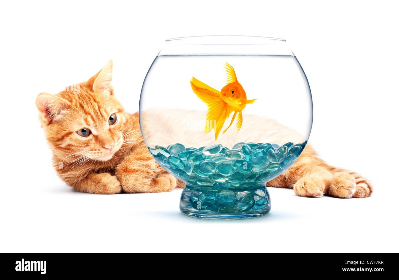 Cat playing with goldfish isolated on white background Stock Photo - Alamy