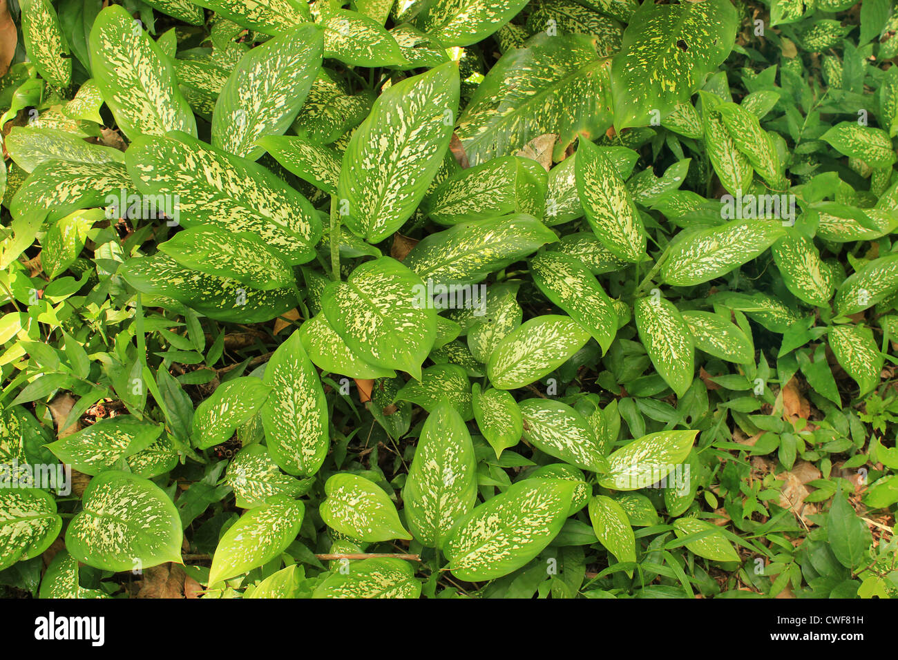 Plants above ground hi-res stock photography and images - Alamy