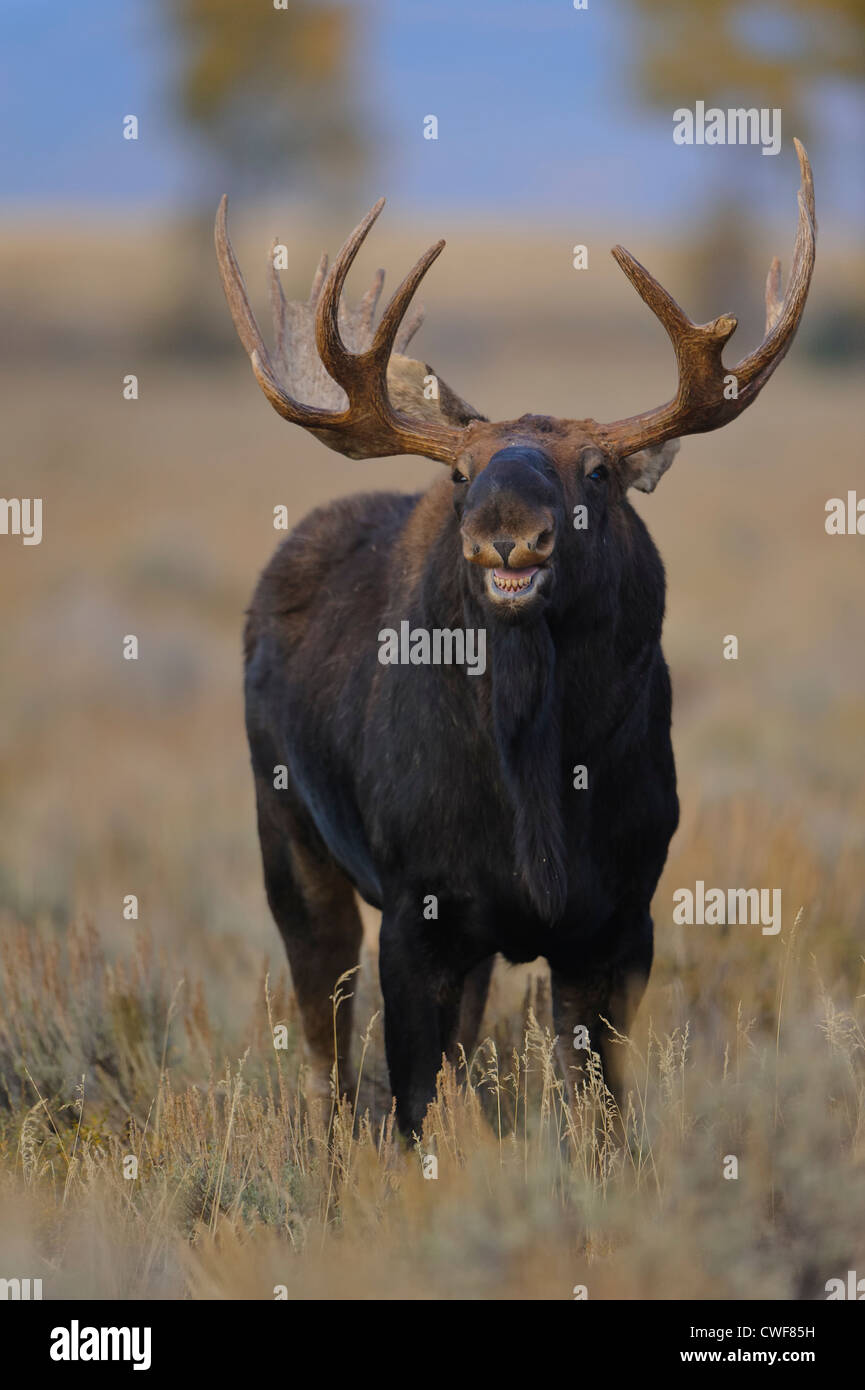 A moose shows his teeth as he begins to lift his head up to smell for ...
