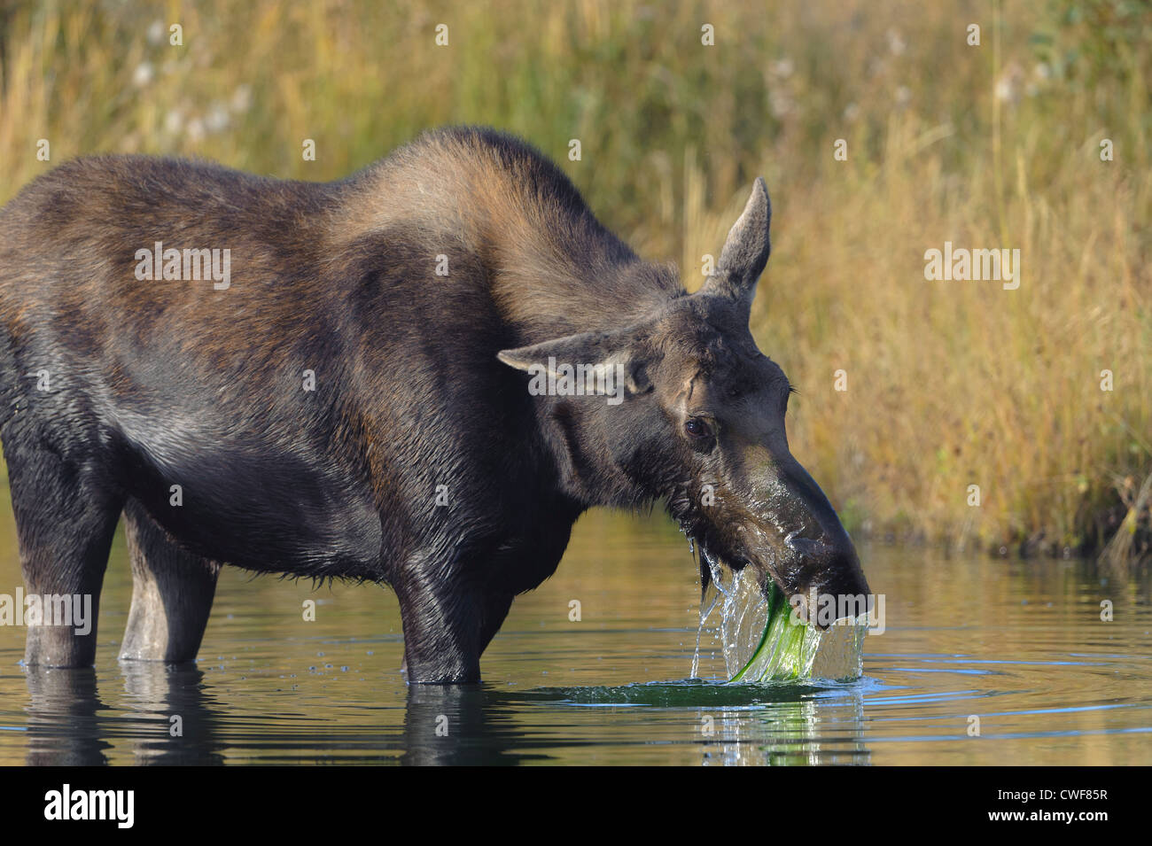 Moose cow feeding in water hi-res stock photography and images - Alamy