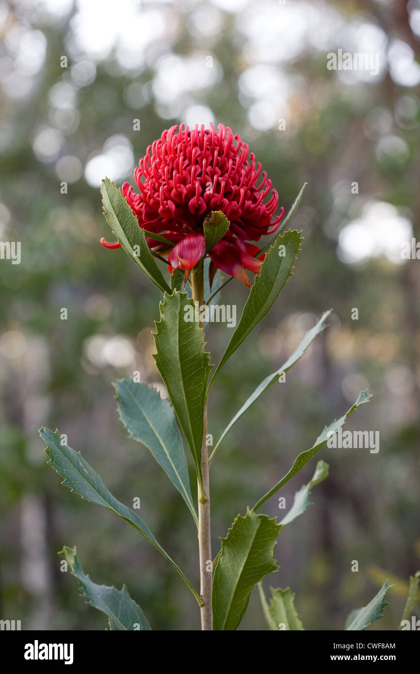 Waratah flower, Telopea speciosissima, Australia Stock Photo - Alamy