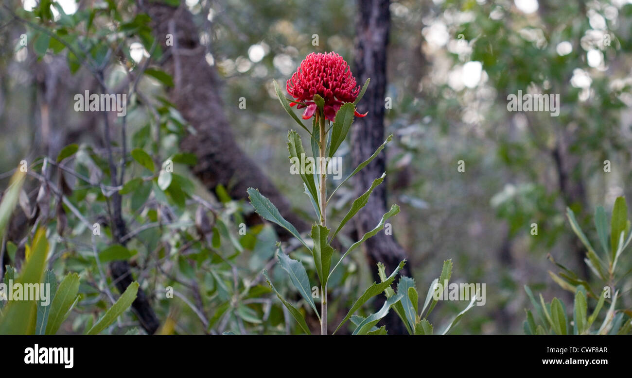 Waratah flower, Telopea speciosissima, Australia Stock Photo - Alamy