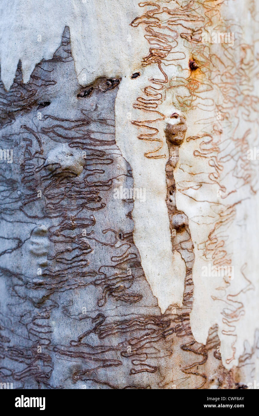 Patterns on the bark of a Scribbly Gum, Eucalyptus haemastoma, Royal ...