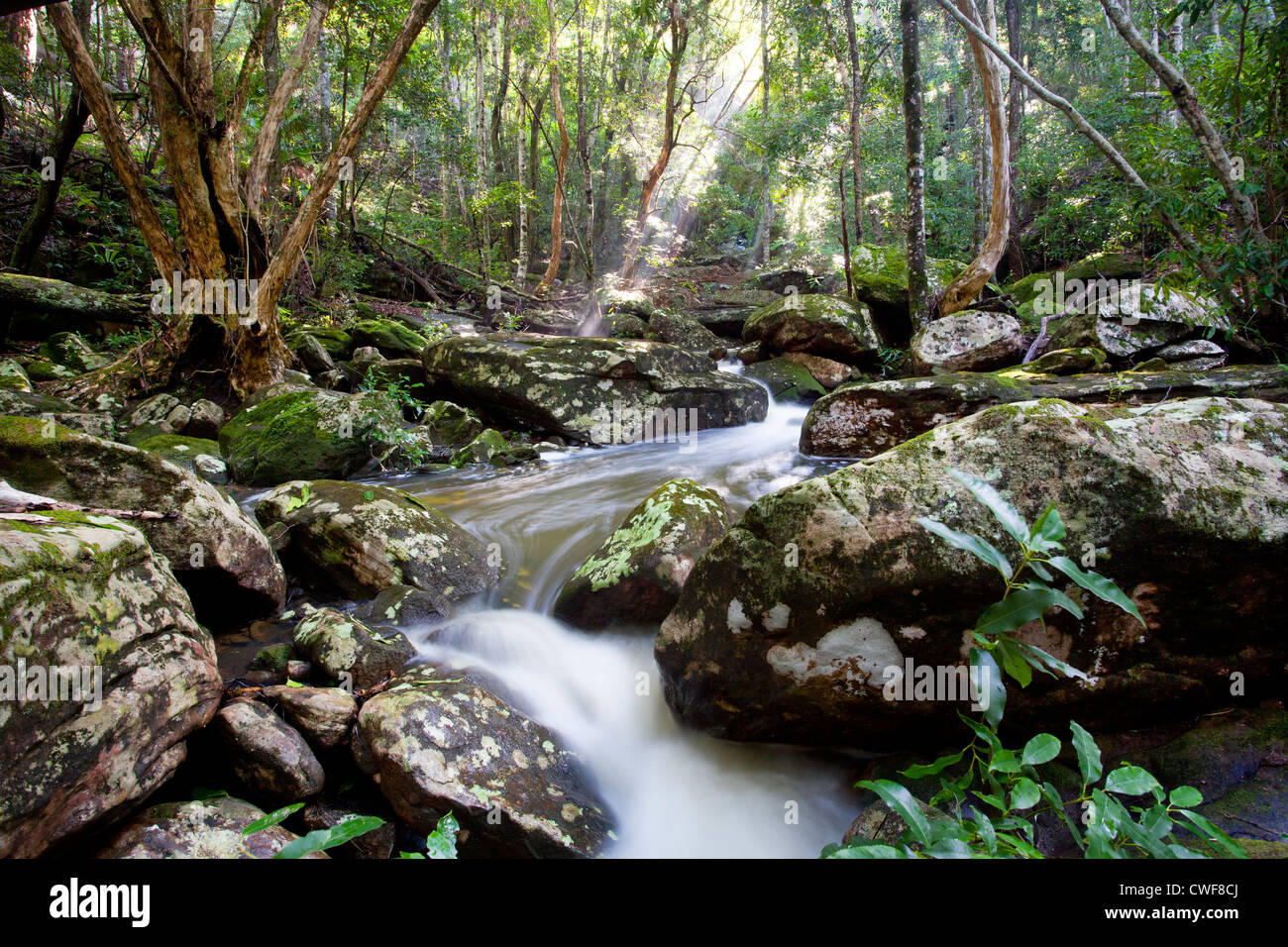 Flowing stream in temperate rainforest, Royal National Park, NSW ...