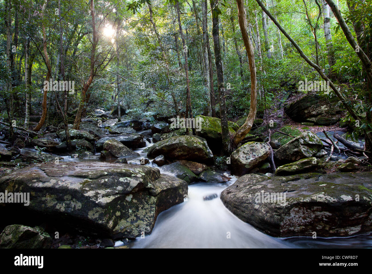 Stream in rainforest hi-res stock photography and images - Alamy
