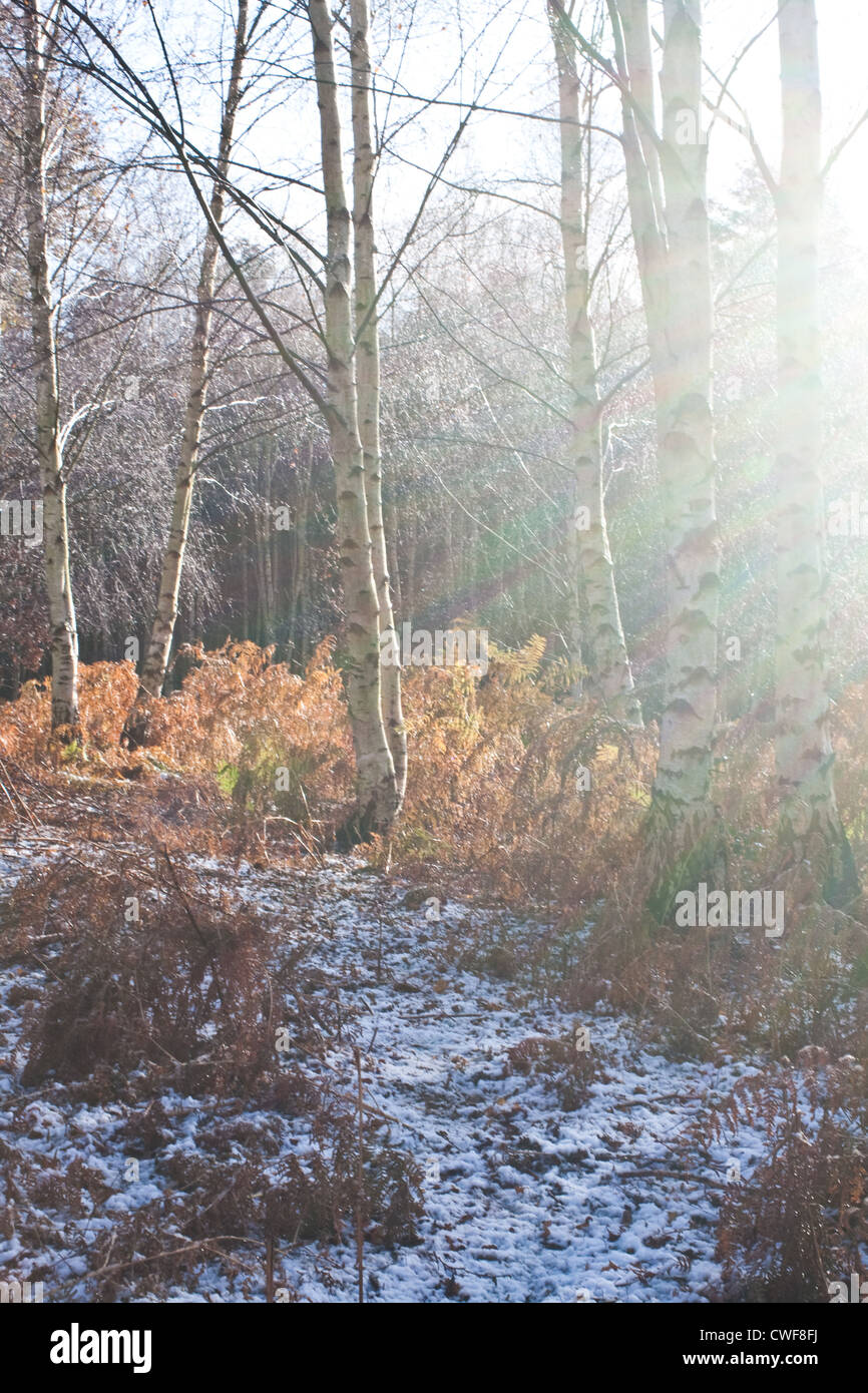 Birch trees in the snow in England Stock Photo - Alamy