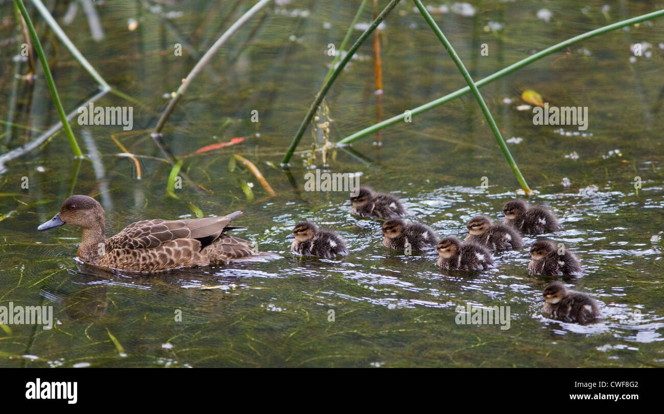 Teal Ducklings High Resolution Stock Photography and Images - Alamy