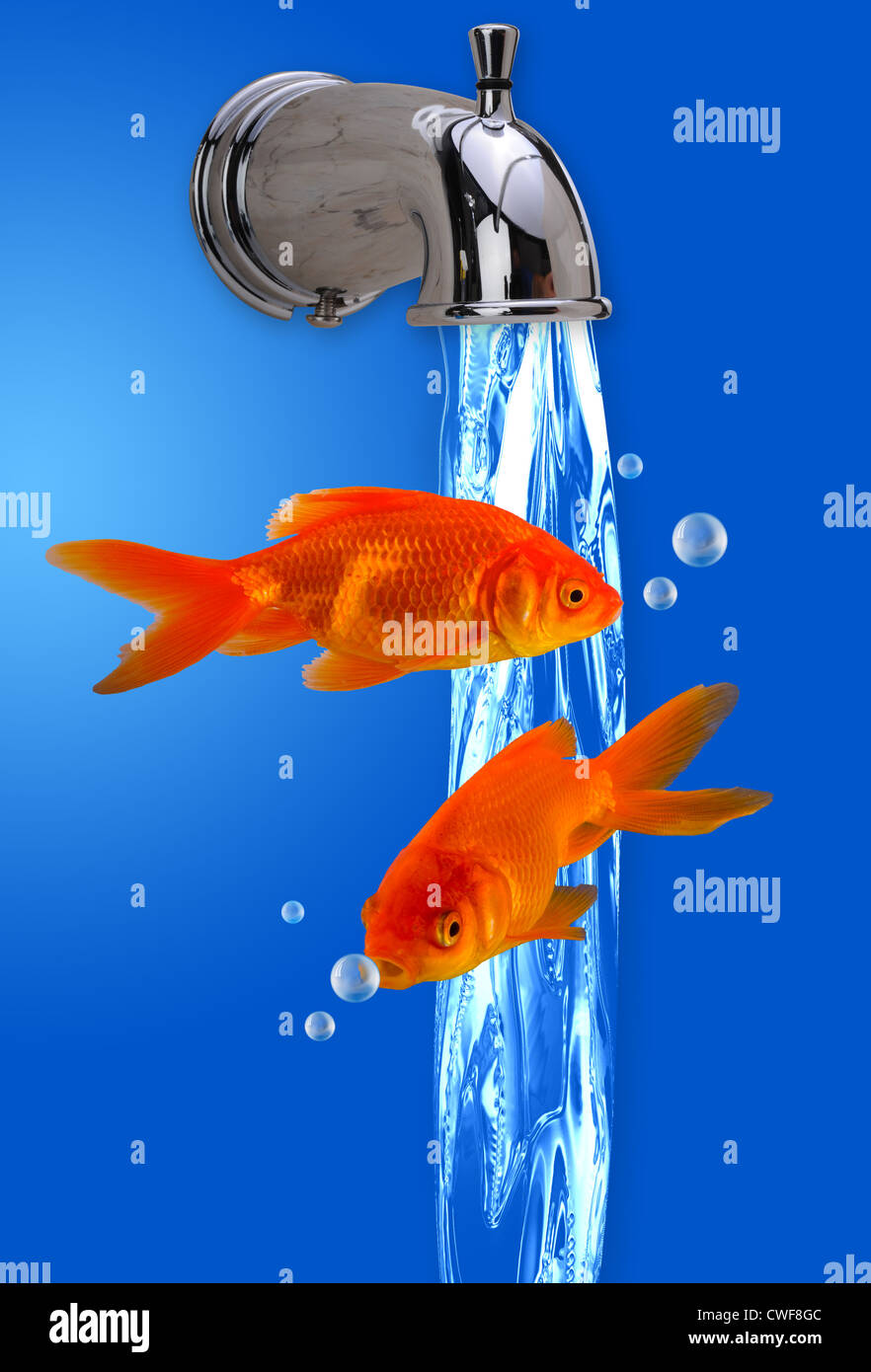 Goldfish swimming out of faucet Stock Photo - Alamy