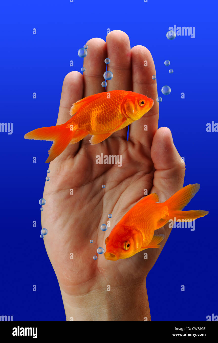 Goldenfish hi-res stock photography and images - Alamy