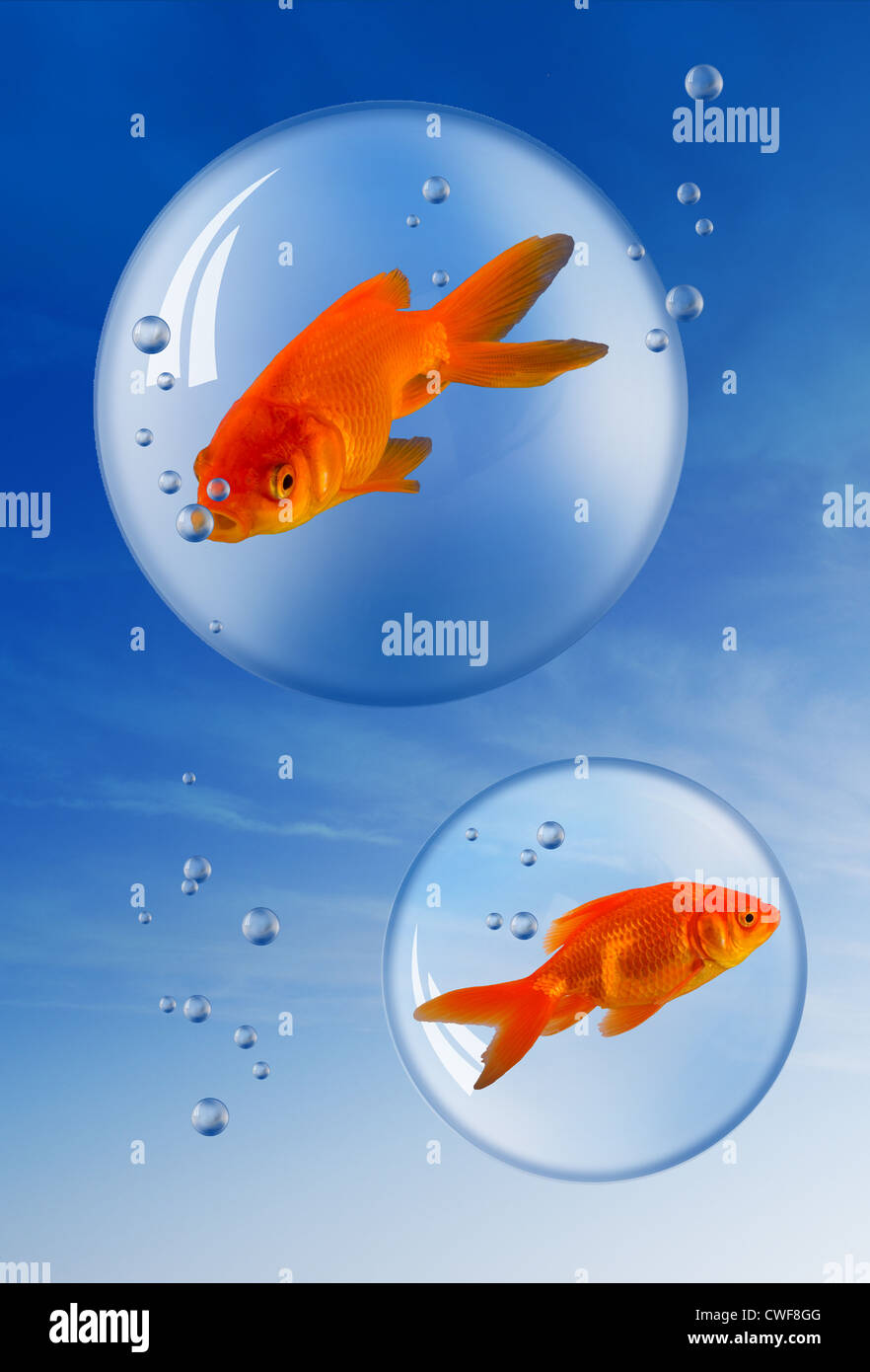 Goldfish swimming in bubble Stock Photo - Alamy