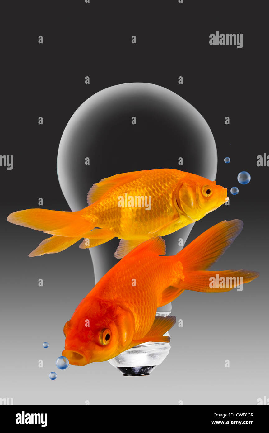 Goldfish swimming around light bulb Stock Photo - Alamy