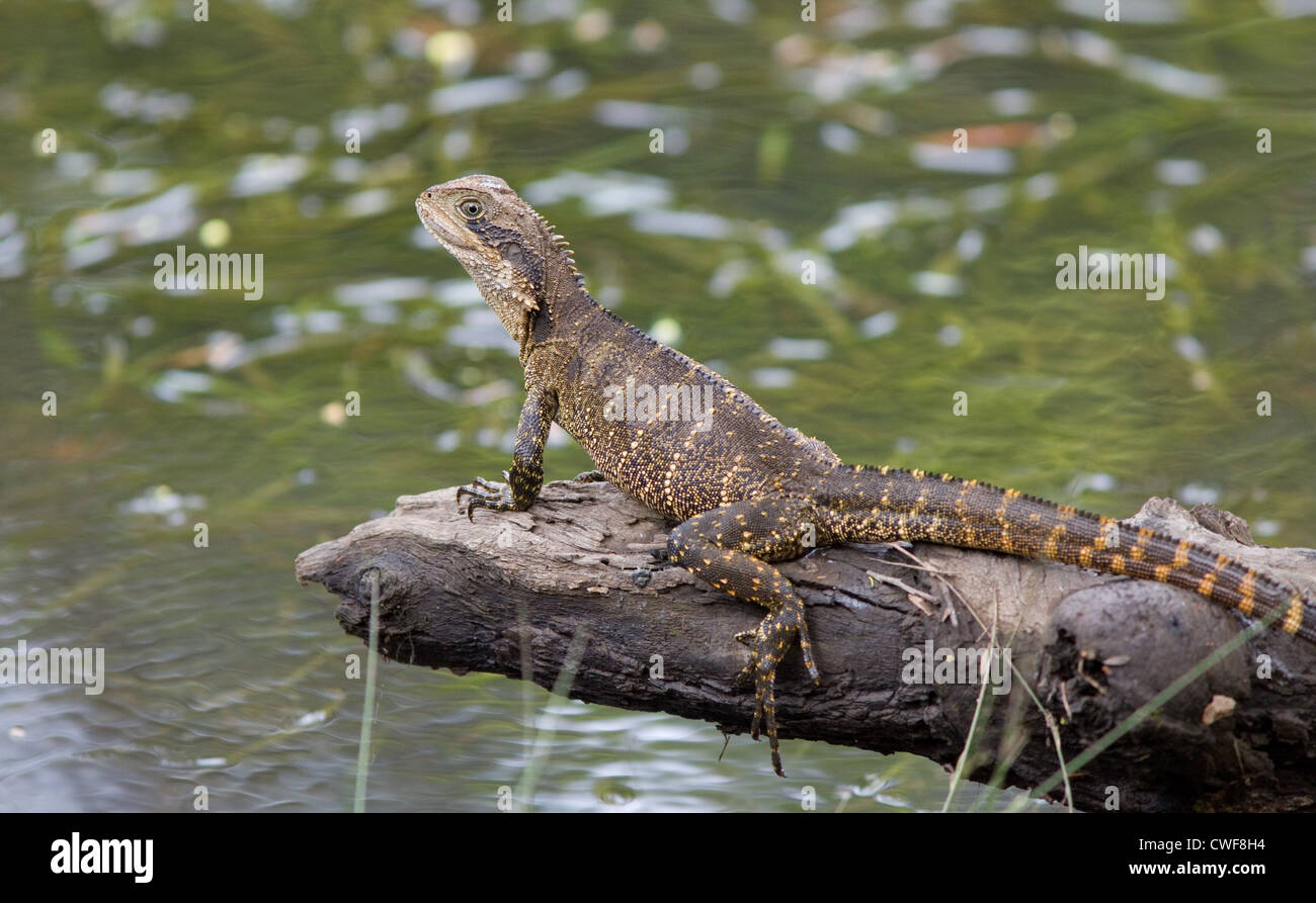 Physignathus lesueurii lesueurii hi-res stock photography and images ...