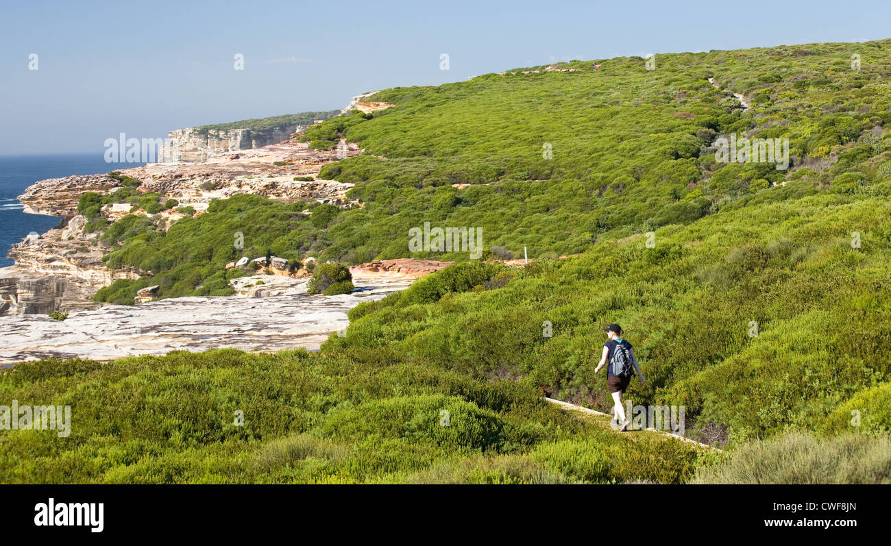 Bushwalker walking on coast track, Royal National Park, NSW, Australia ...