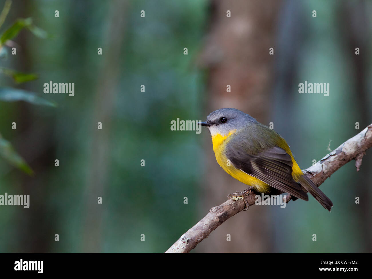 Eastern Yellow Robin, Eopsaltria australis, NSW, Australia Stock Photo ...