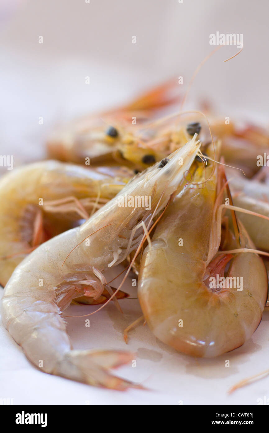 Australian banana prawns in shells Stock Photo - Alamy