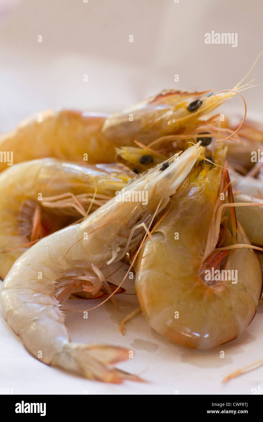 Australian banana prawns in shells Stock Photo - Alamy