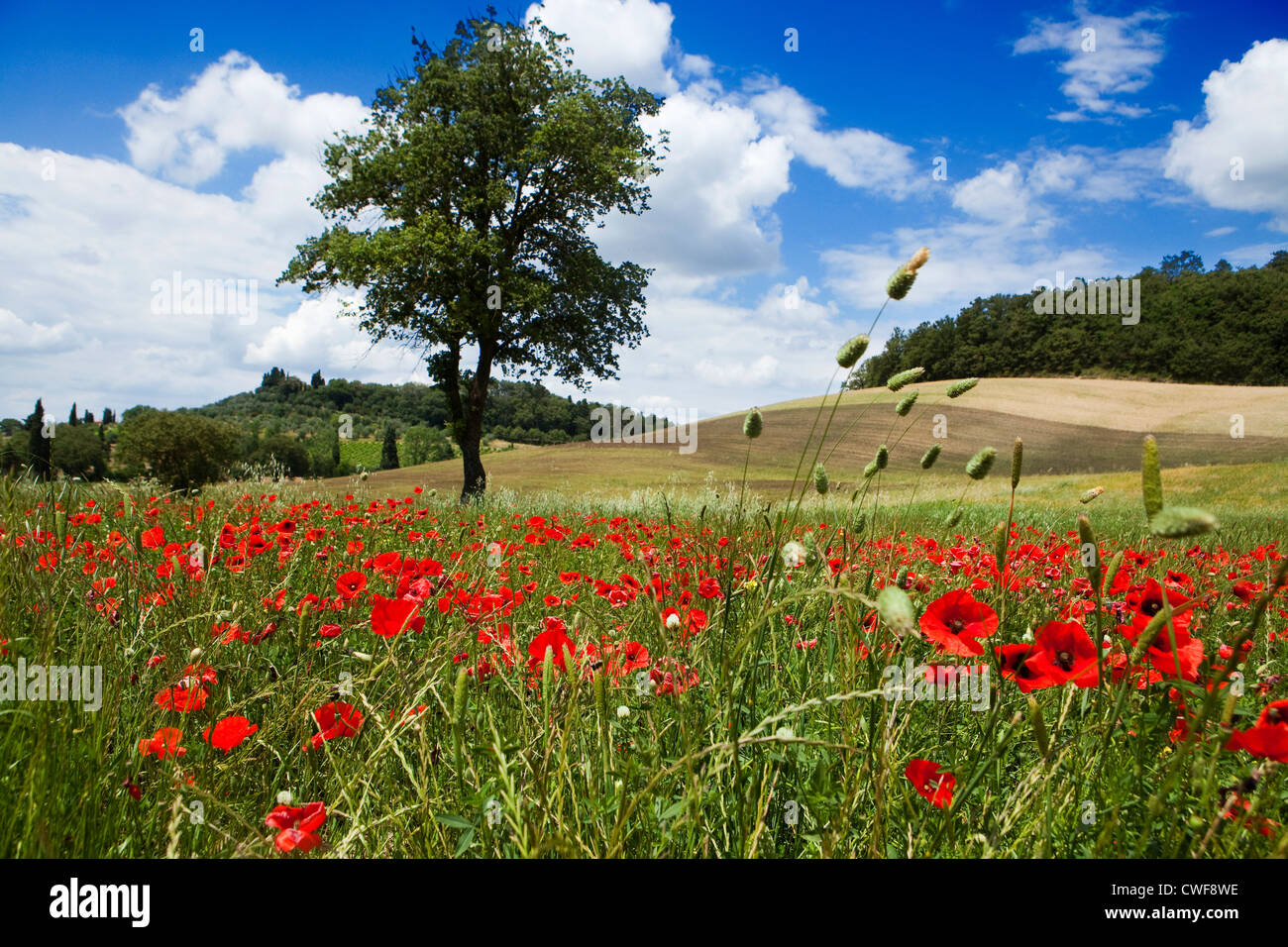 Wild flowers in tuscany italy hi-res stock photography and images - Alamy
