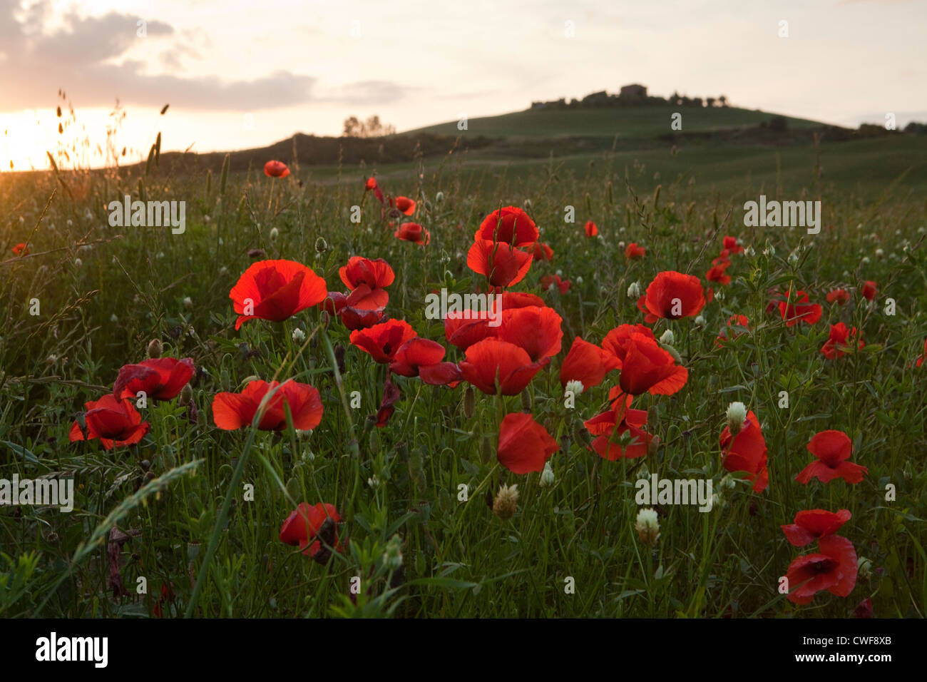Poppy field tuscany italy hi-res stock photography and images - Alamy