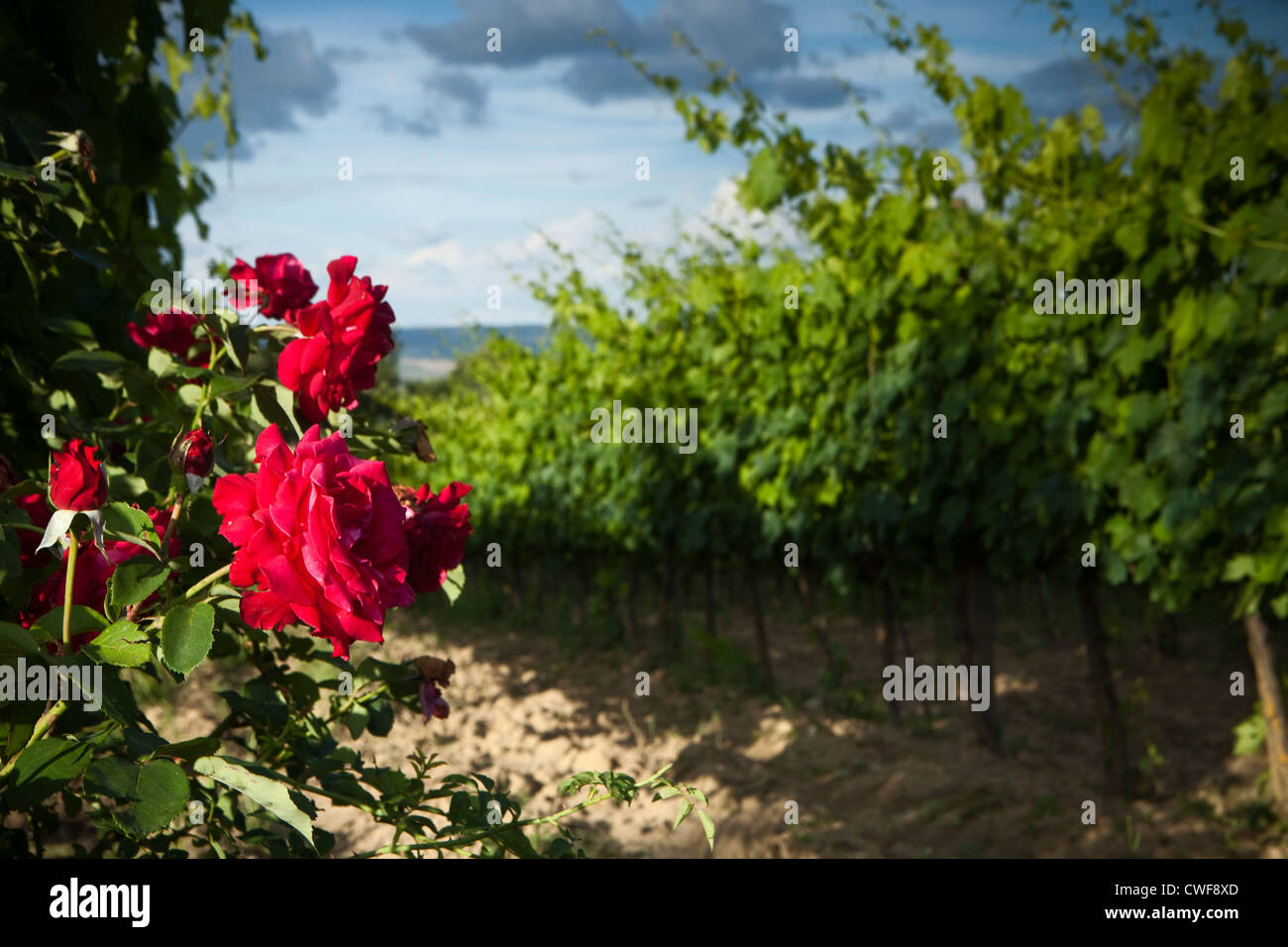 Italy tuscan hi-res stock photography and images - Alamy