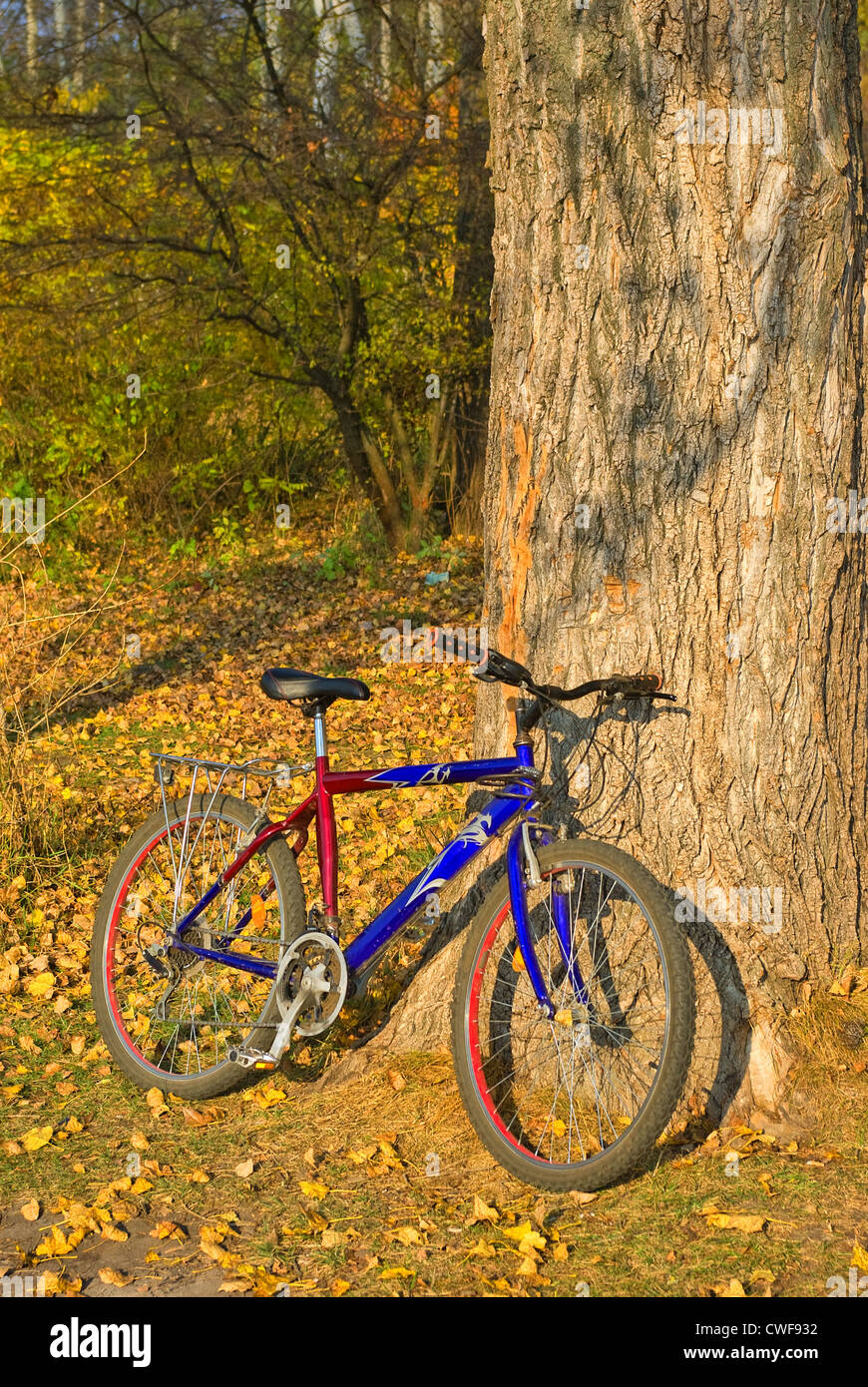 Bicycle near the tree Stock Photo - Alamy