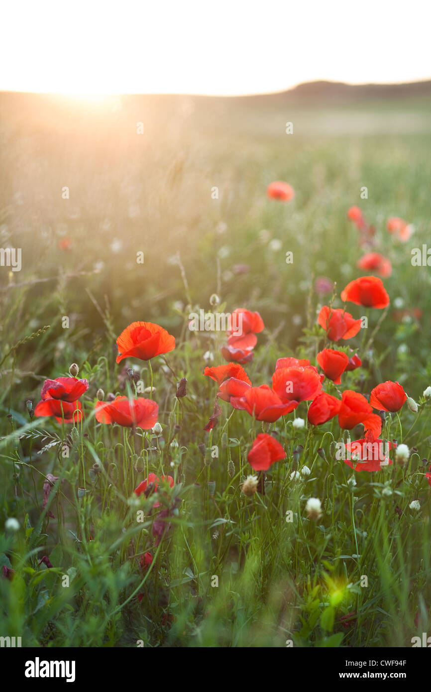 Tuscany field and flowers hi-res stock photography and images - Alamy