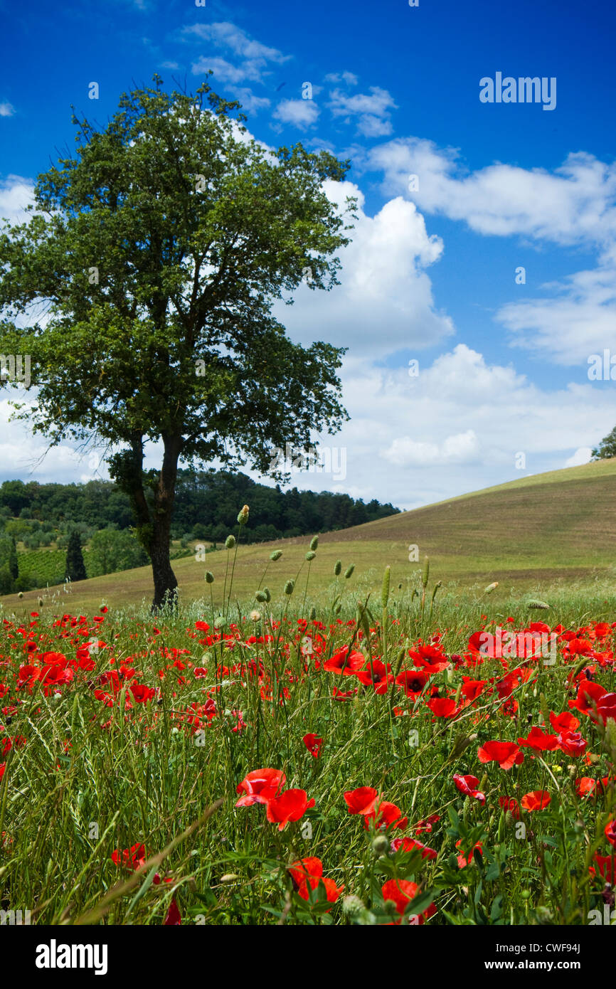 Poppy field in Tuscany, Italy Stock Photo - Alamy