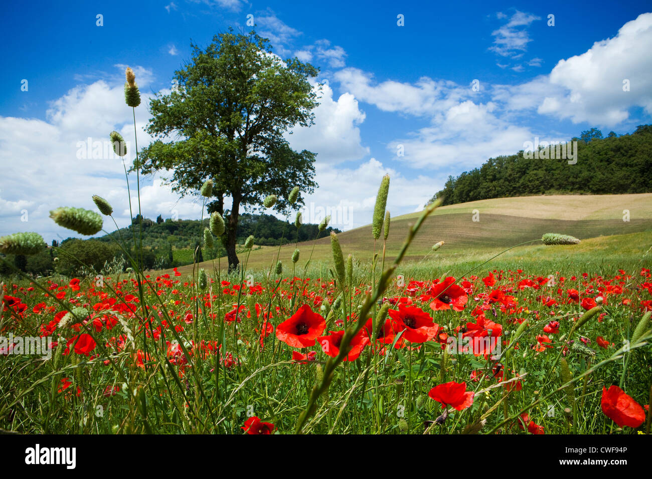 Tuscany field and flowers hi-res stock photography and images - Alamy