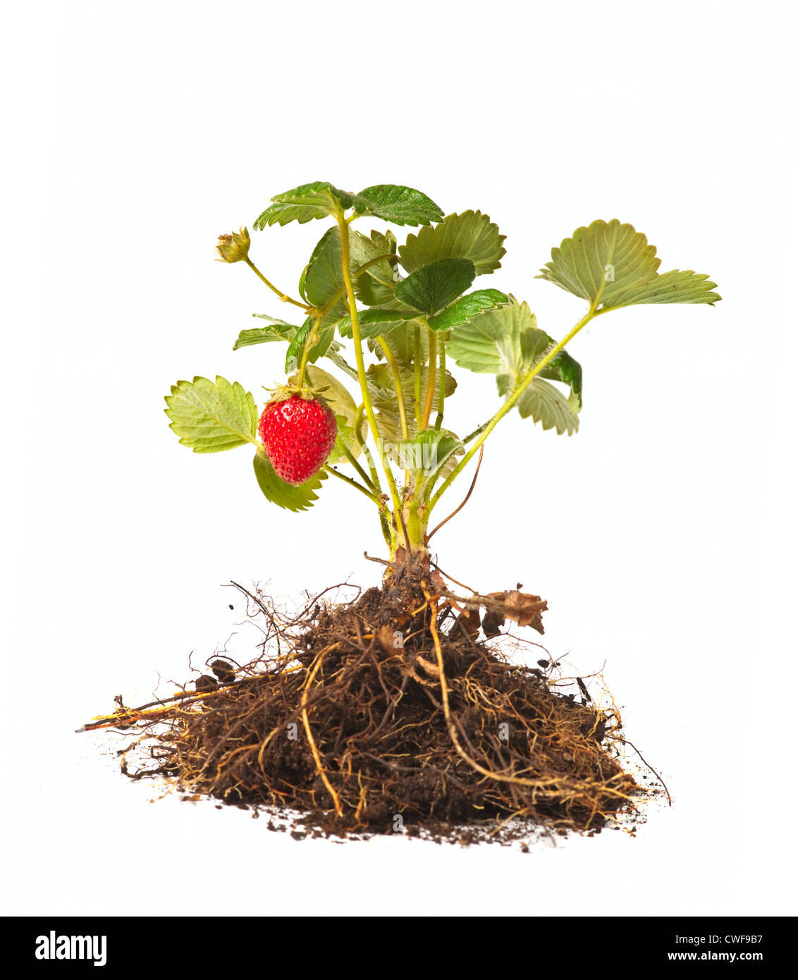 Berry fruits growing on Cut Out Stock Images & Pictures - Alamy