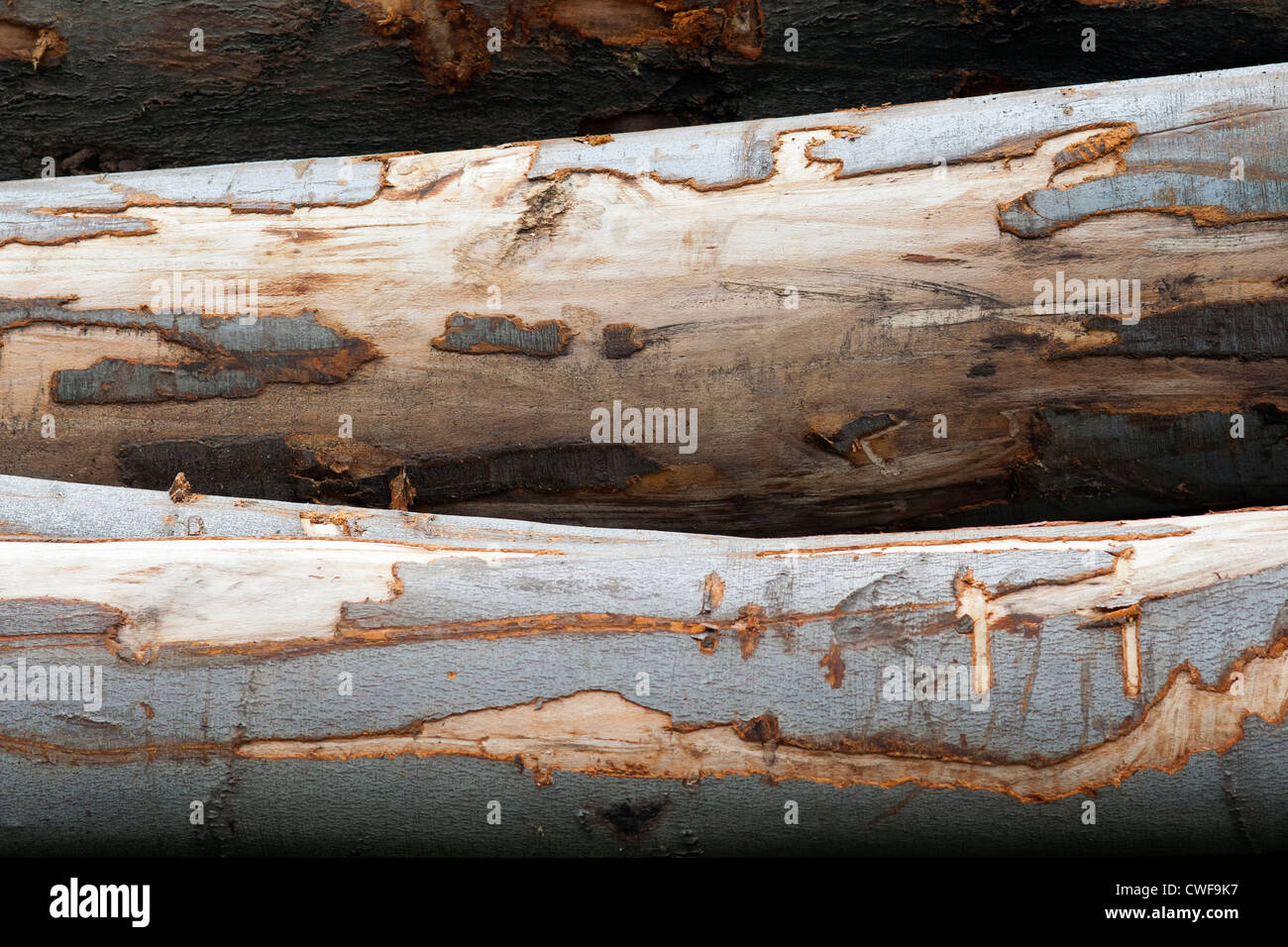 timber - three logs Stock Photo - Alamy
